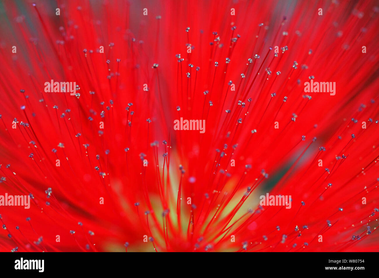 Fairy duster flower hi-res stock photography and images - Alamy