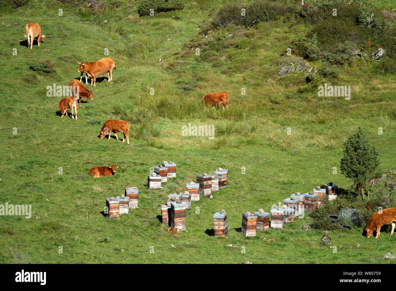 Limousin cows (Bos taurus) feeding in a field with bee hives, Ariege ...