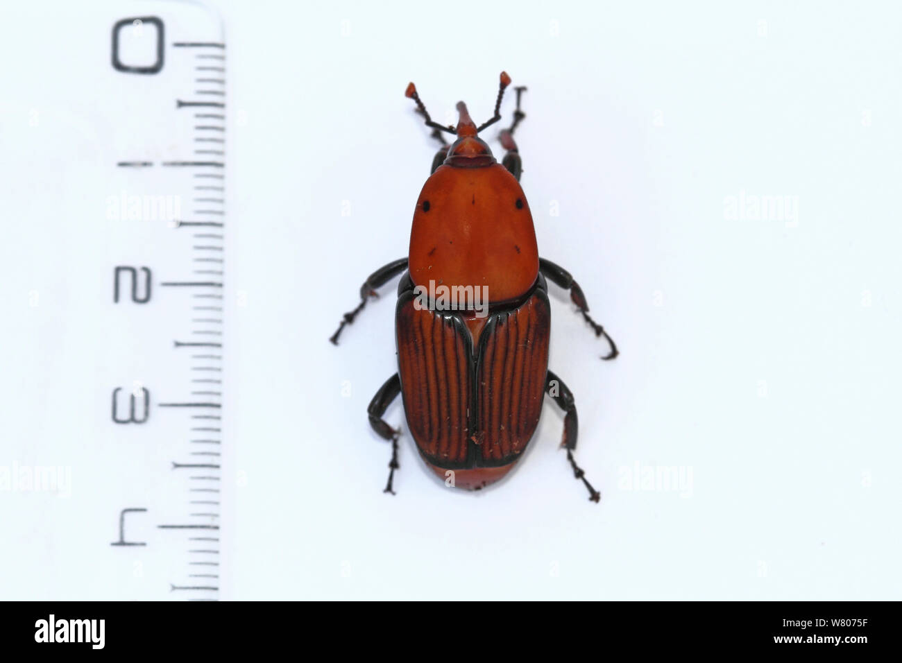 Red palm weevil male (Rhynchophorus ferrugineus) and ruler against ...