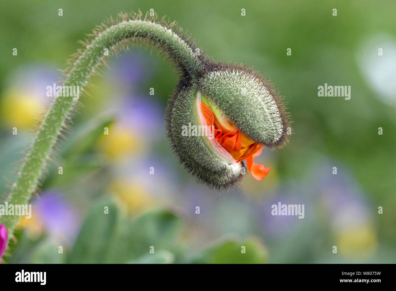 Ice Poppy (Papaver croceum) bud opening, botanical garden, Toulon, Var ...
