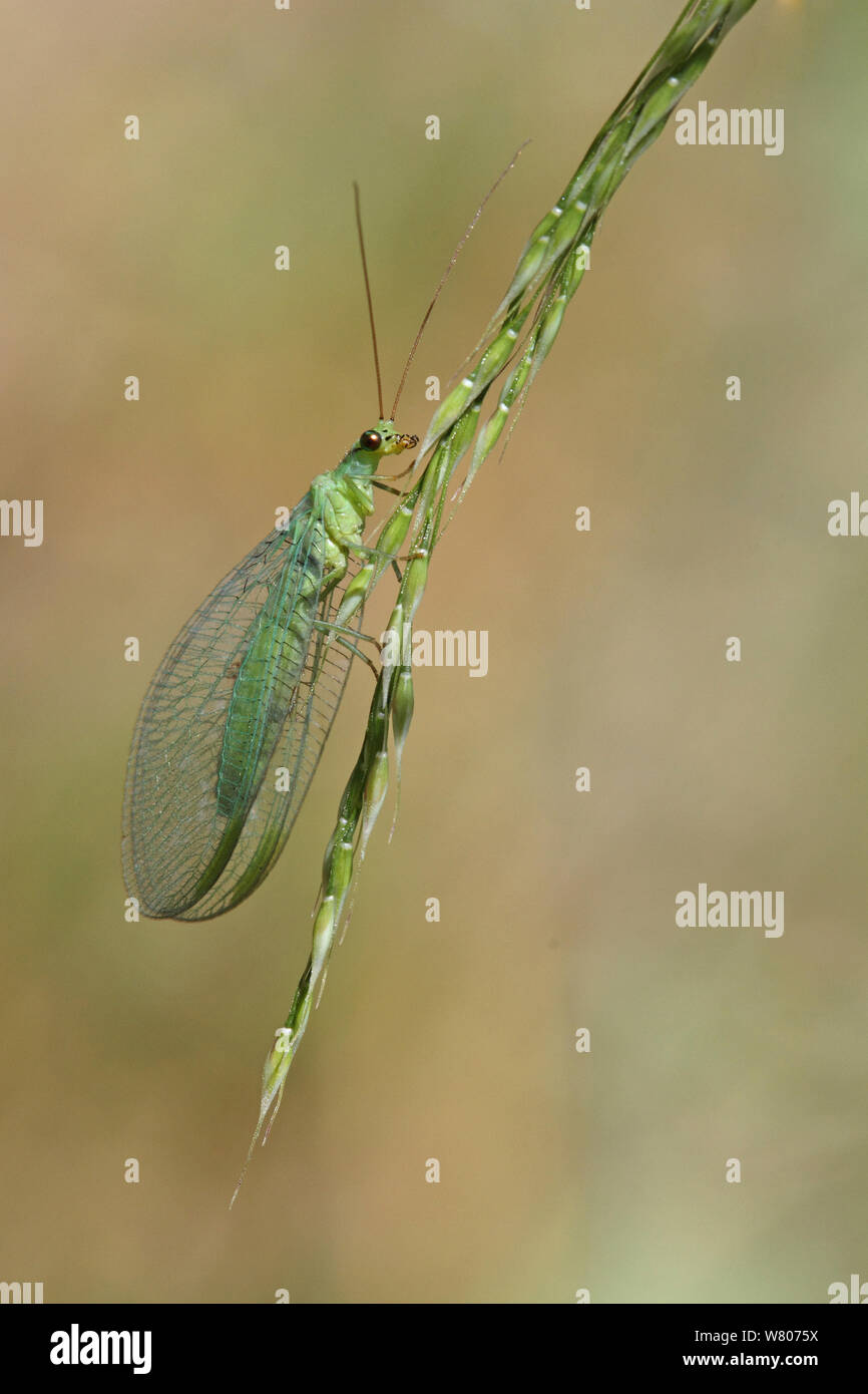 Green lacewing (Chrysopa perla) on grass, Var, Provence, France, June ...