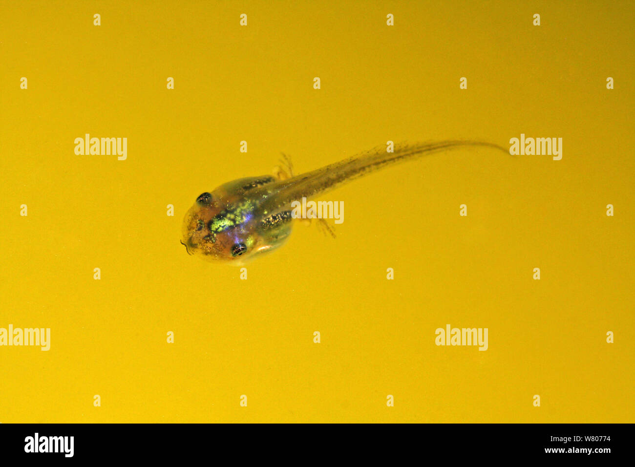 Mediterranean tree frog (Hyla meridionalis) tadpole underwater, Toulon ...