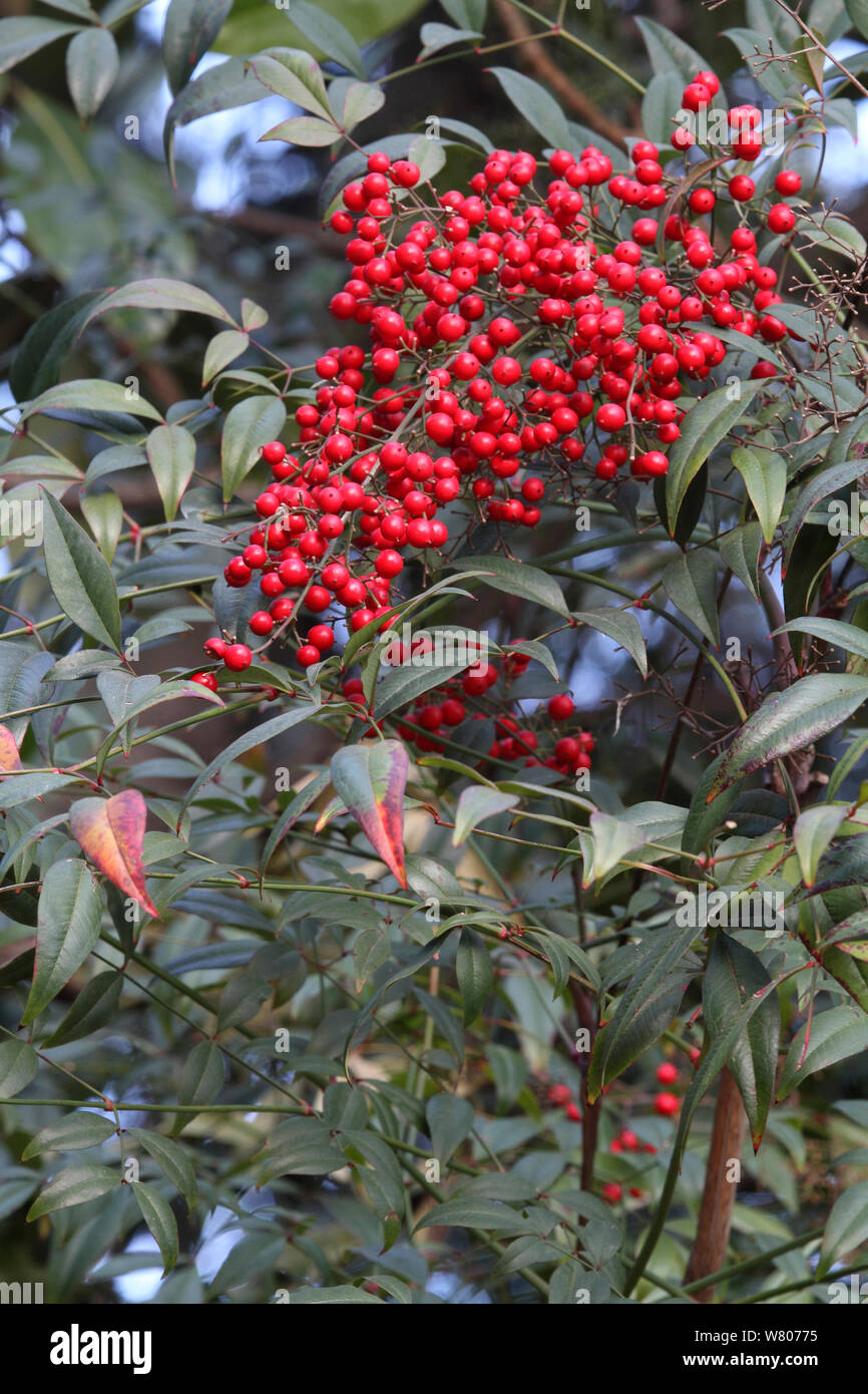 Sacred Bamboo High Resolution Stock Photography and Images - Alamy