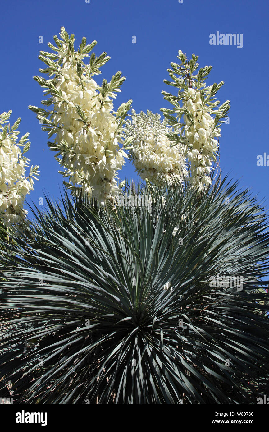 Flowering Blue yucca (Yucca luminosa) in botanic garden, Var, Provence ...
