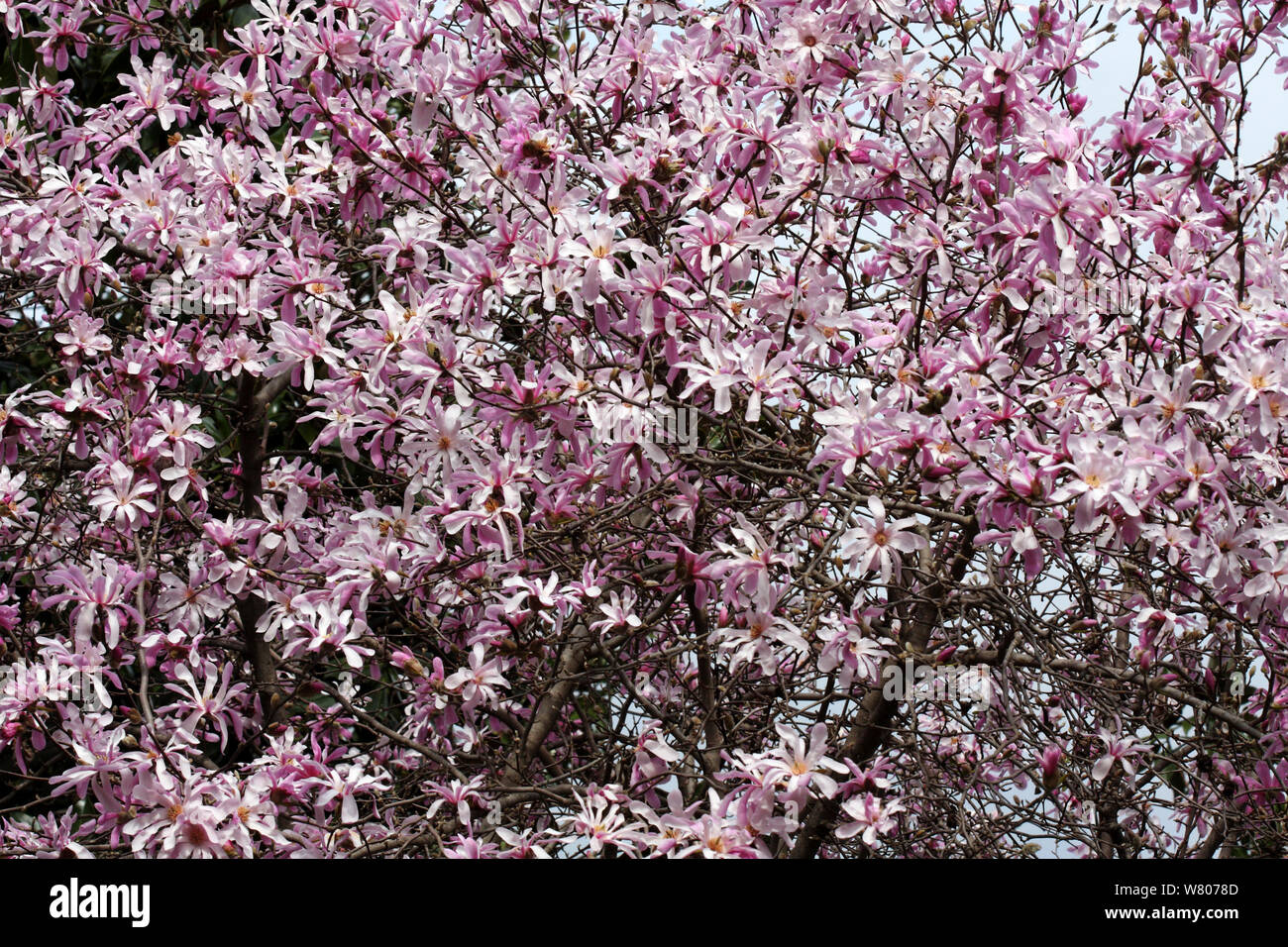 Flowering Star magnolia tree ( Magnolia stellata) in botanical garden ...