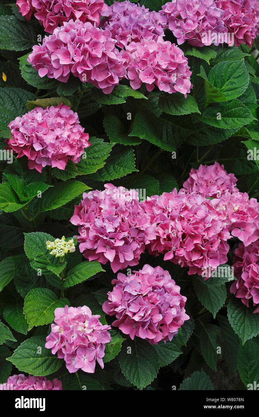 Hydrangea flowers (Hydrangea sp) in botanic garden, Hyeres les palmiers ...