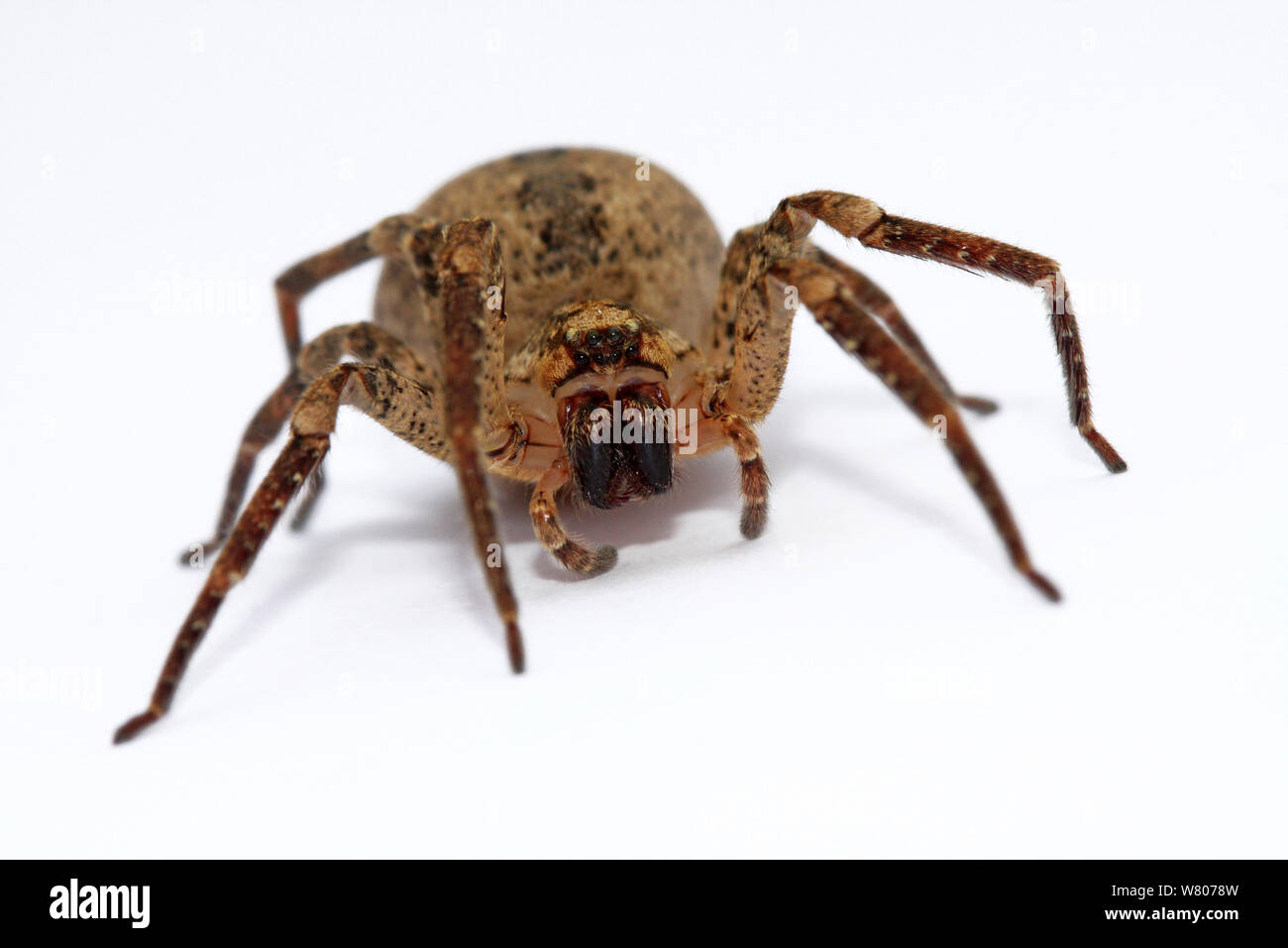 Spider (Drassodes sp) against white background, Var, Provence, France ...