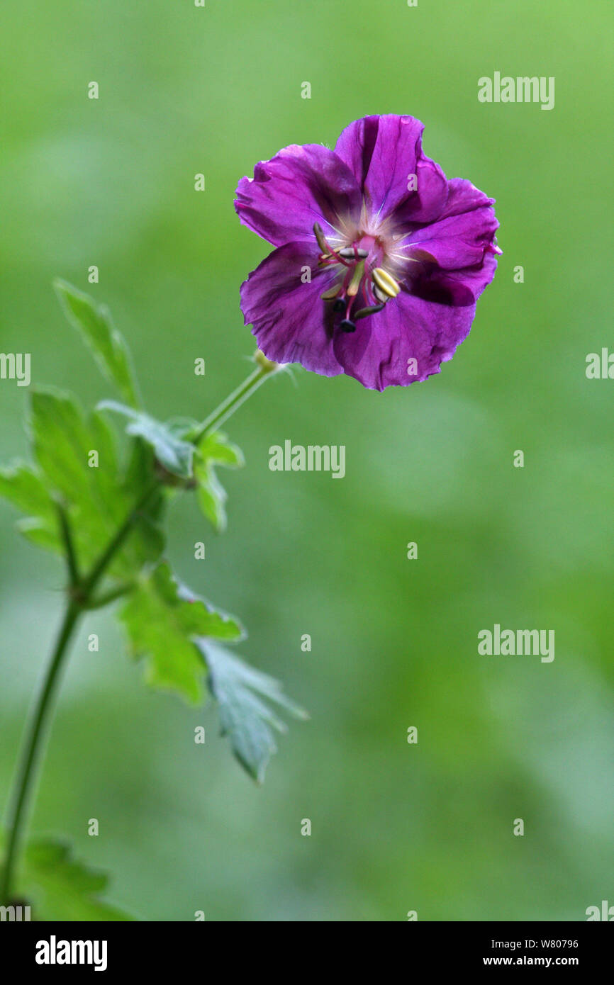 Geranium Phaeum High Resolution Stock Photography and Images - Alamy