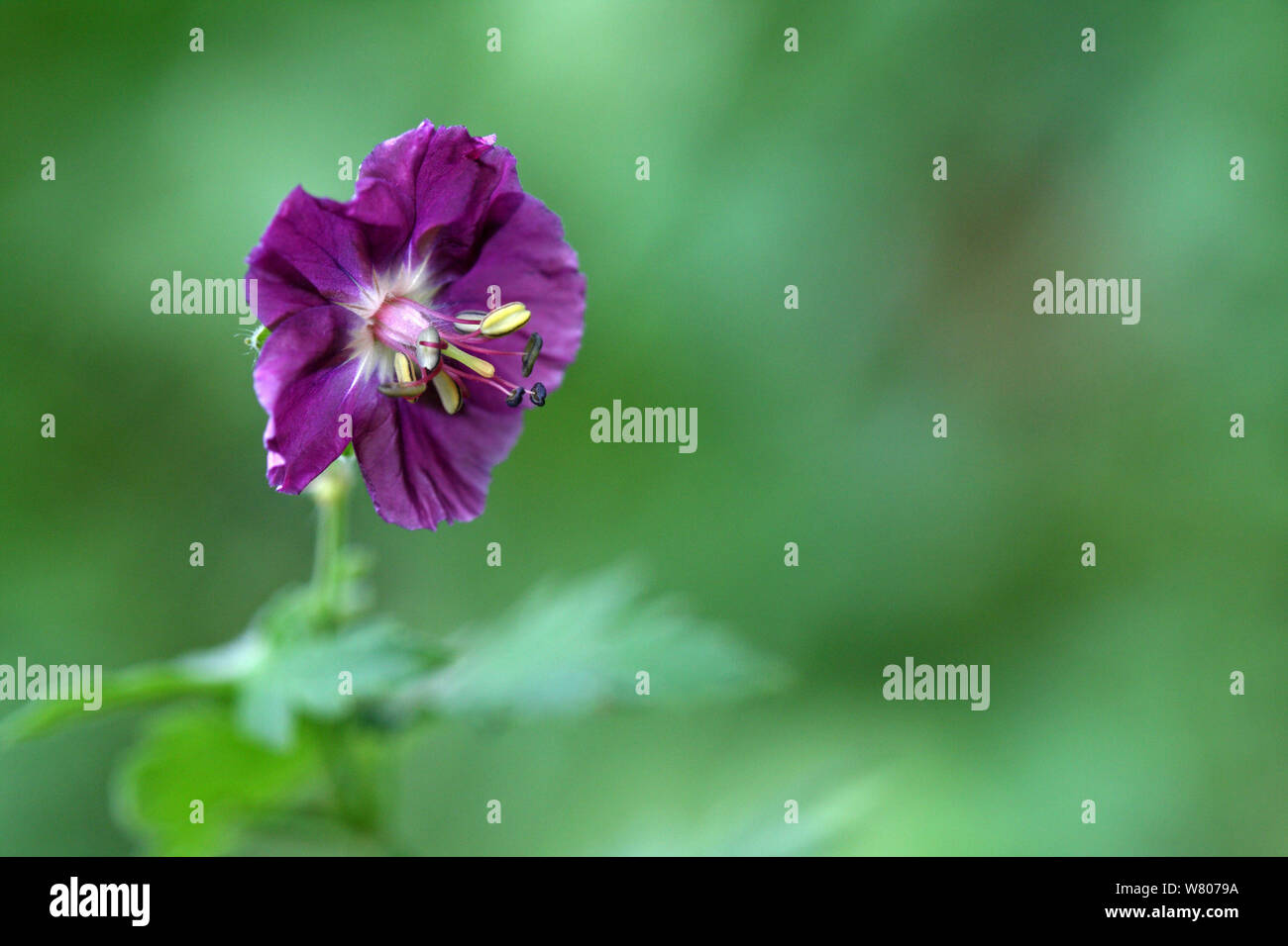 Dusky cranesbill (Geranium phaeum) wild flower in a meadow, Bagneres de ...