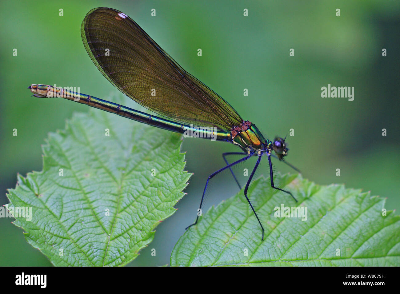 Beautiful demoiselle damselfly (Calopteryx virgo) female on a leaf of ...