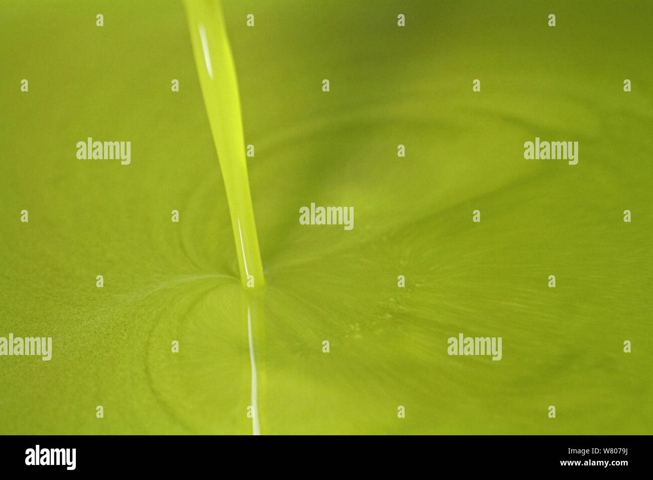 Trickle of Olive oil (Olea europea) pouring out of mill, Var, Provence ...