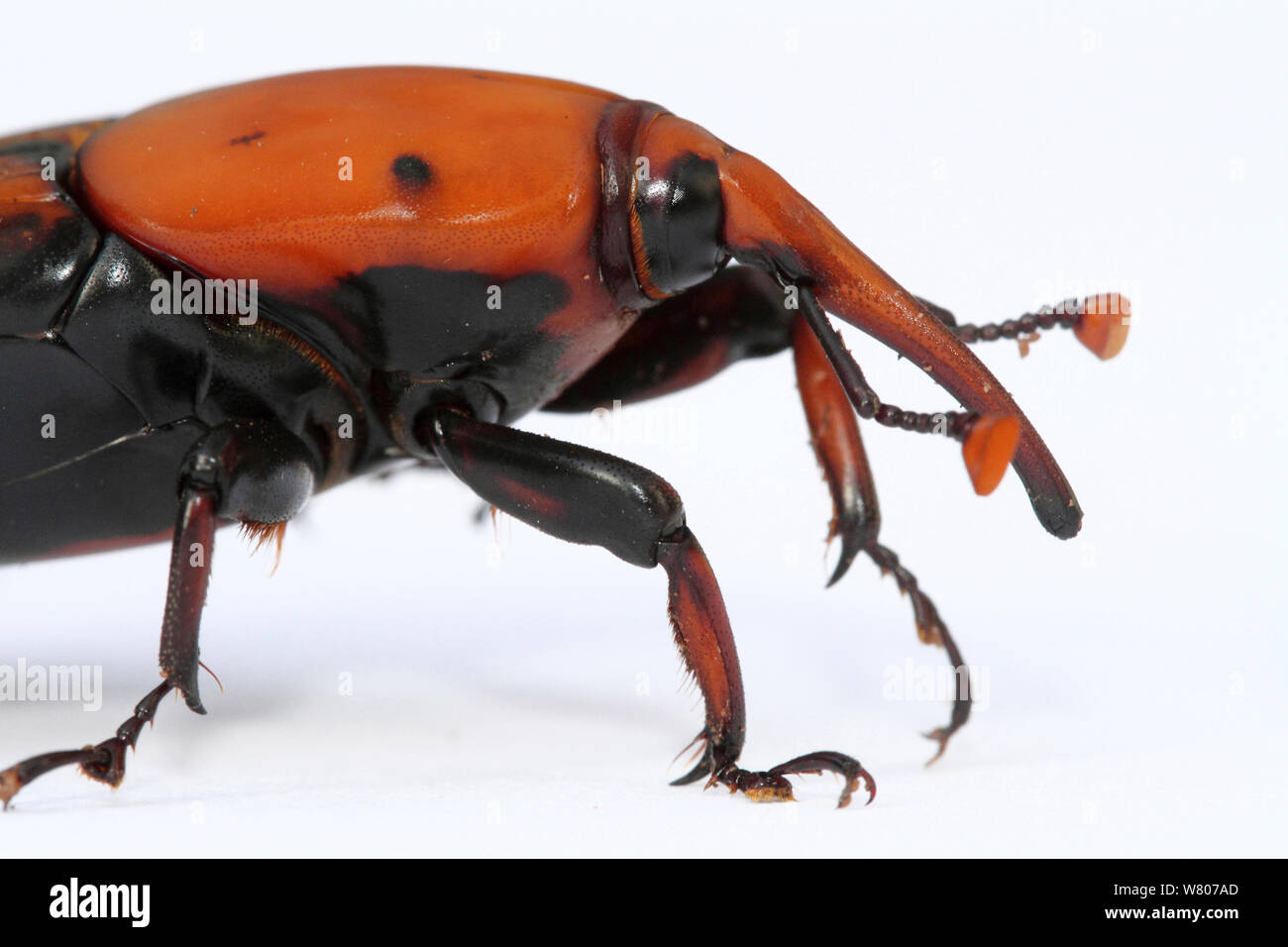 Red palm weevil male (Rhynchophorus ferrugineus) against white ...