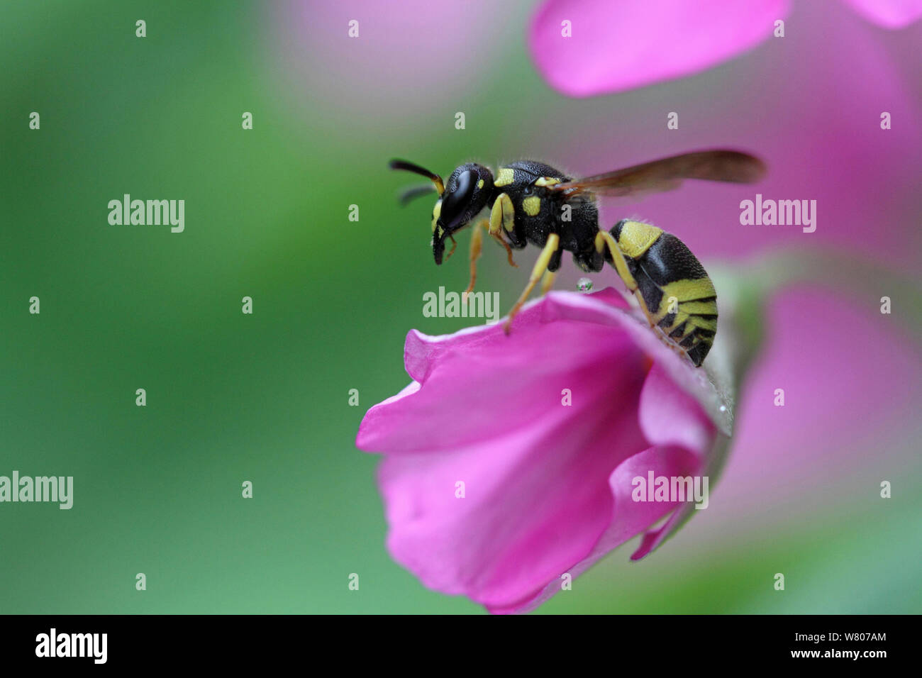 European potter wasp (Ancistrocerus gazella) on Wood sorrel flower ...