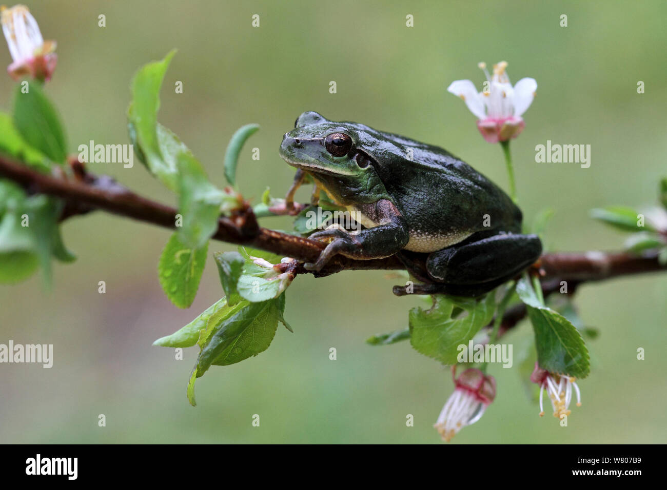 European plum prunus domestica rosaceae hi-res stock photography and ...