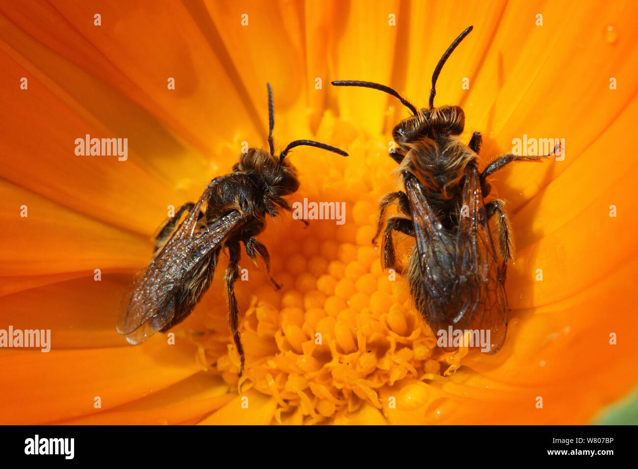 Mining bees (Andrena sp) on Garden marigold (Calendula officinalis) Var ...