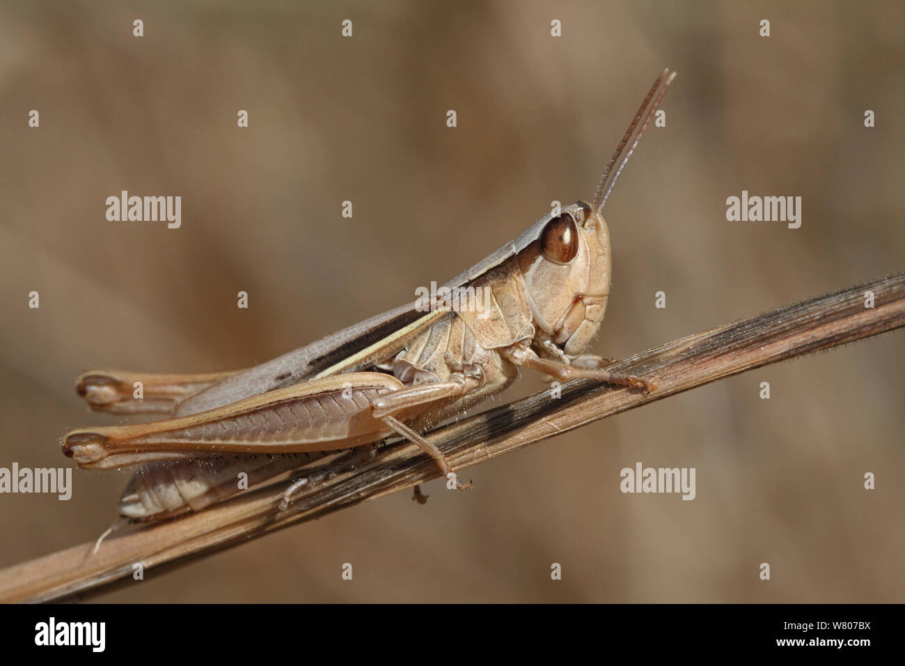 Large gold grasshopper (Chrysochraon dispar) on grass, Var, Provence ...