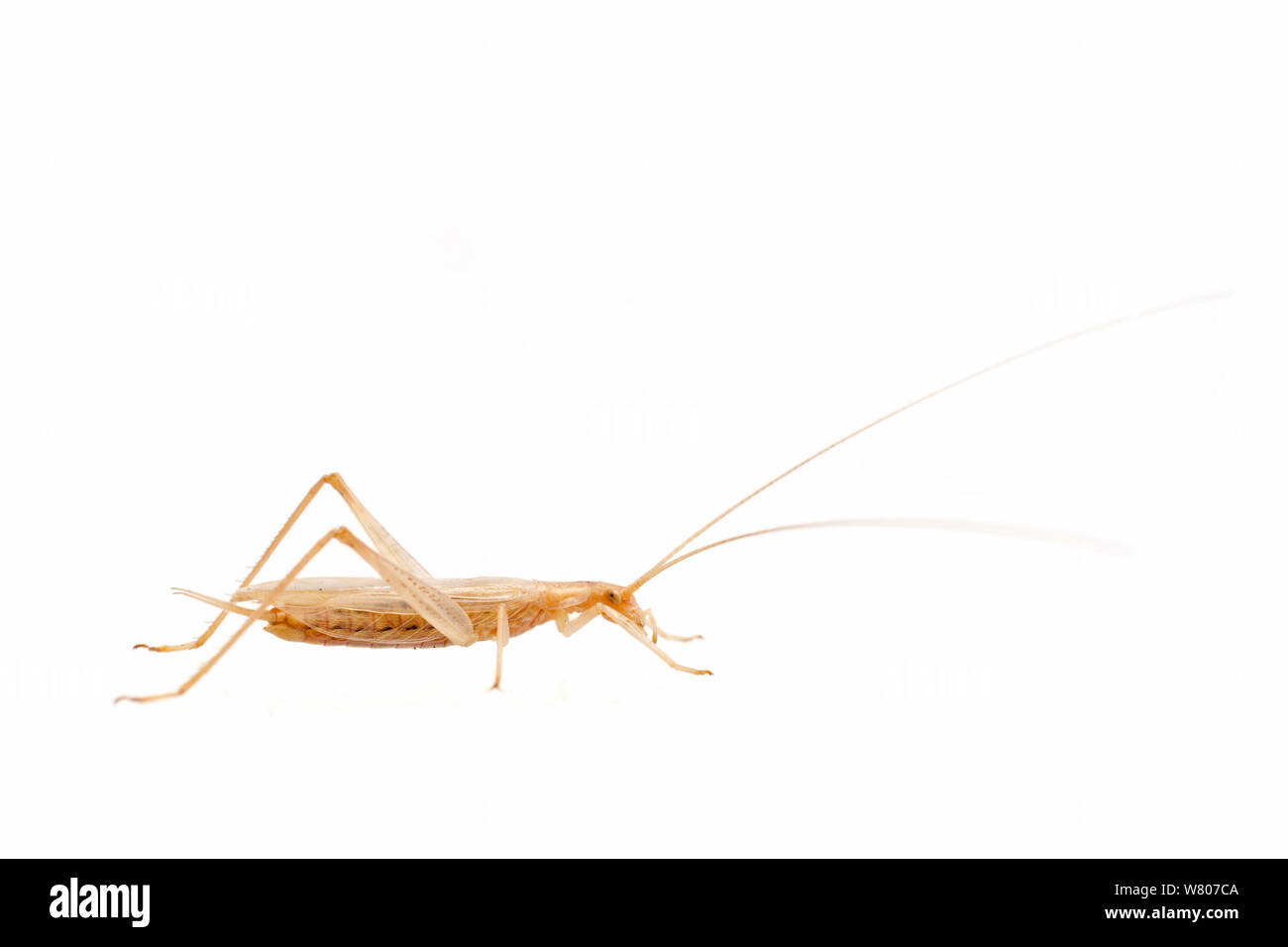Tree cricket hi-res stock photography and images - Alamy