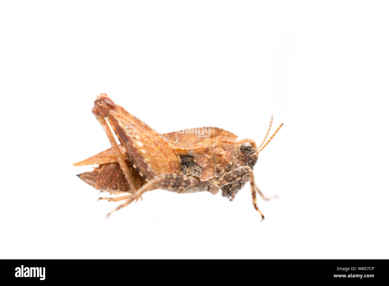 Two-spotted groundhopper (Tetrix bipunctata) female, August, The ...