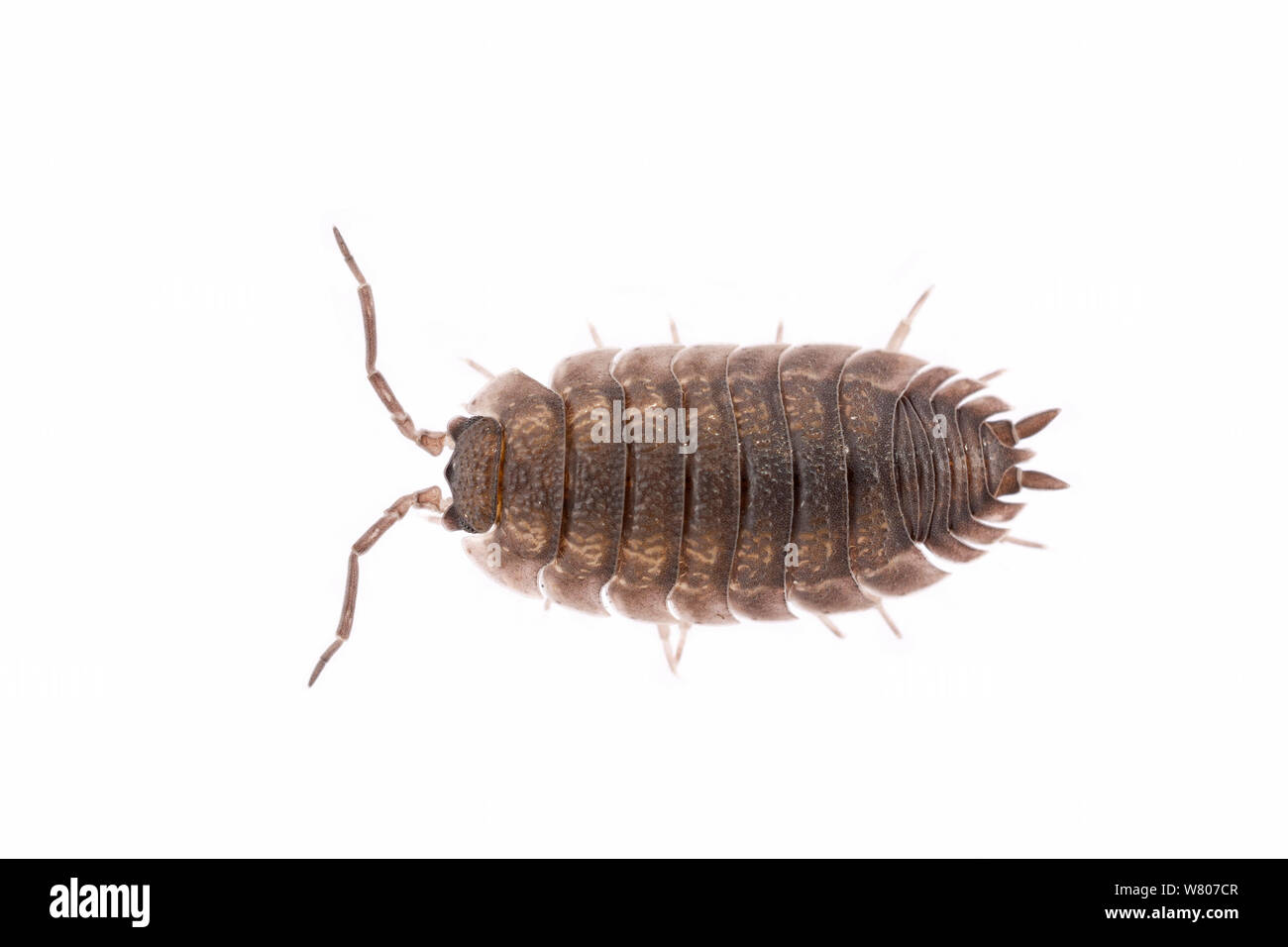 Common rough woodlouse (Porcellio scaber) adult, The Netherlands ...