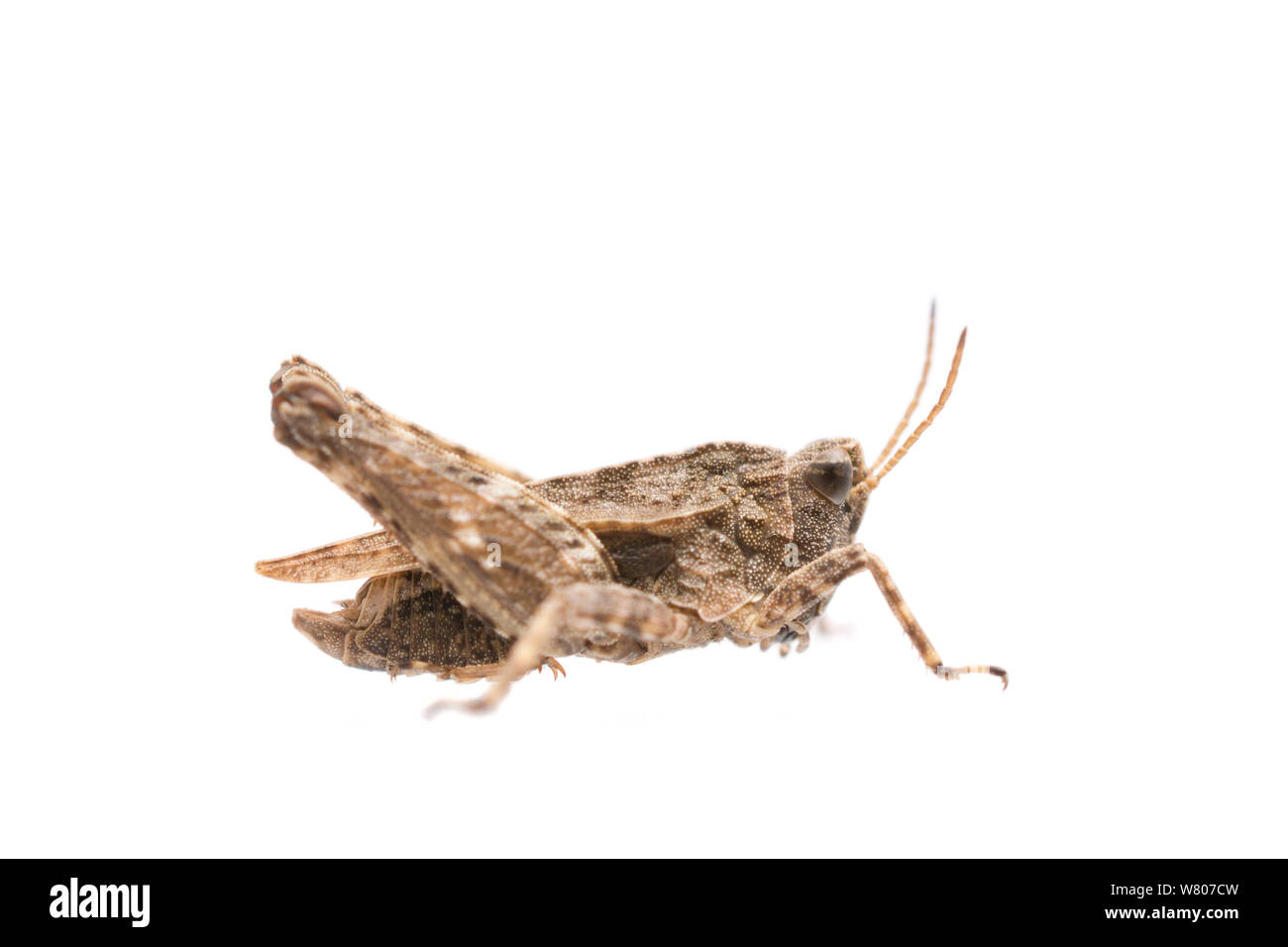 Common groundhopper (Tetrix undulata) male, The Netherlands, September ...