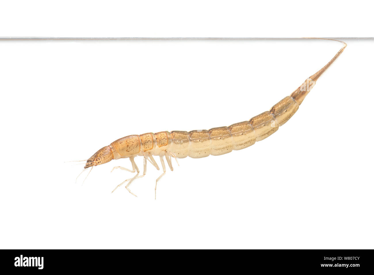 Great diving beetle larva dytiscus marginalis Cut Out Stock Images ...