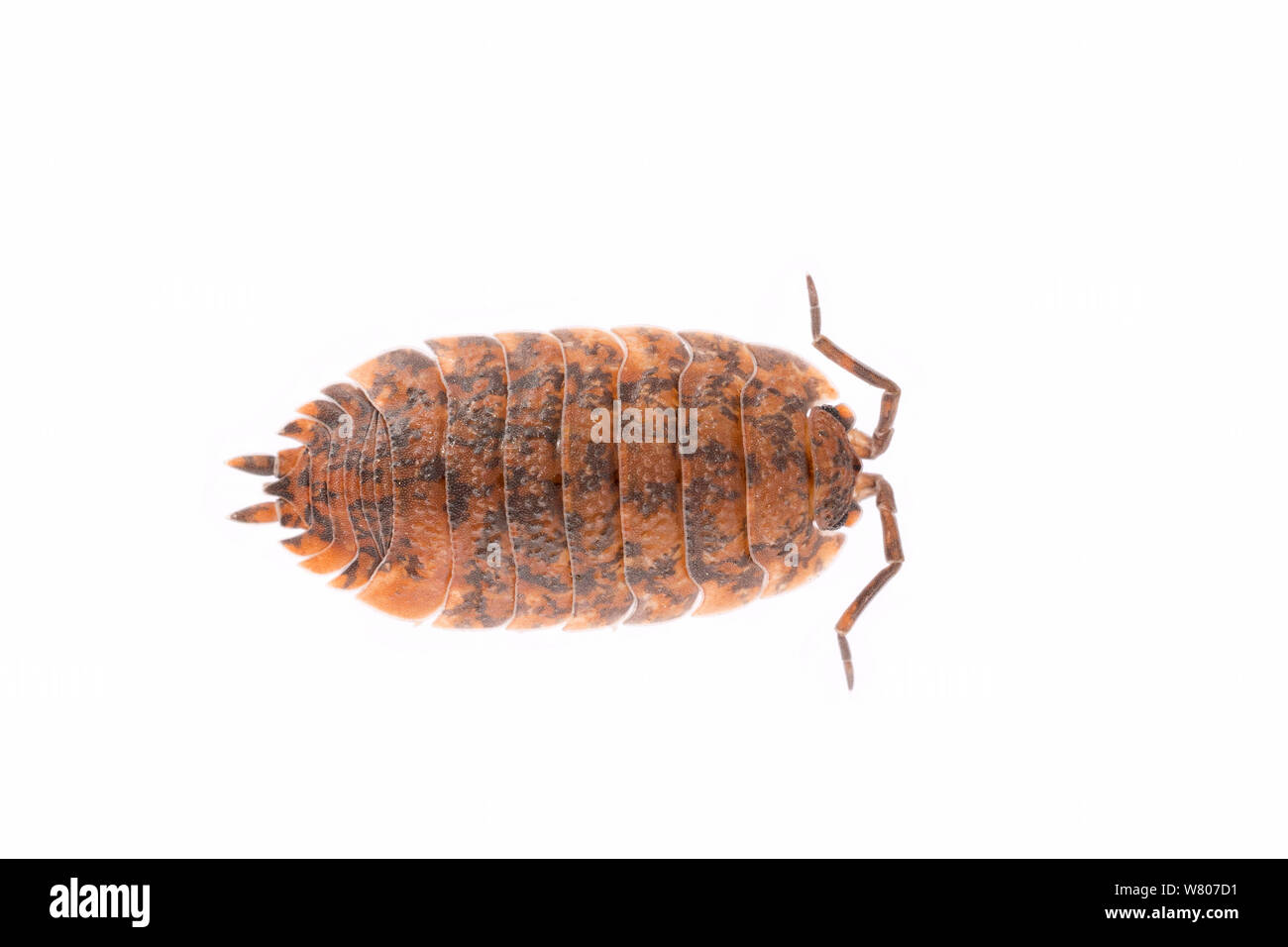 Common rough woodlouse (Porcellio scaber) adult, The Netherlands ...
