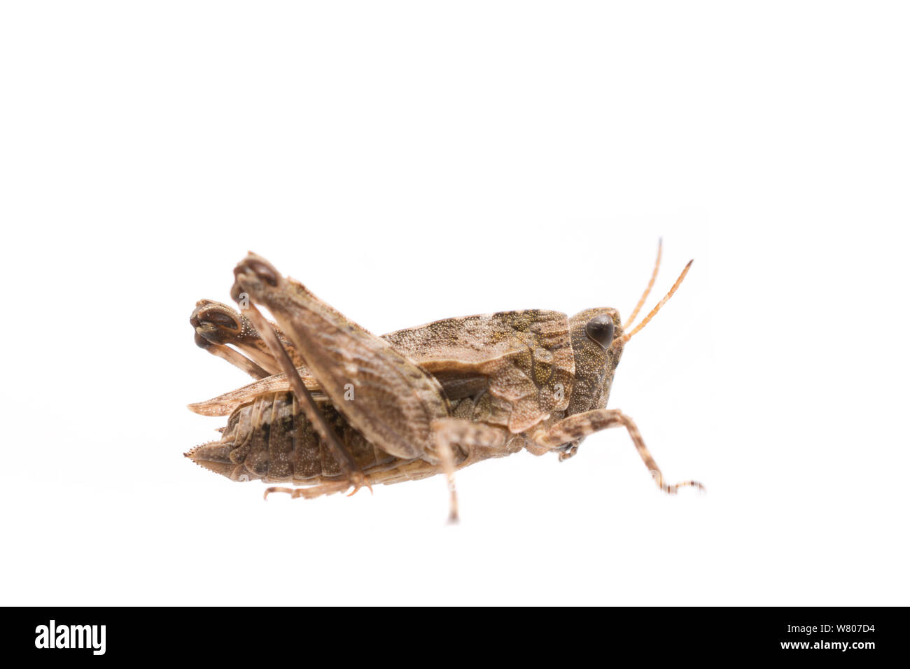 Common groundhopper (Tetrix undulata) female, The Netherlands ...