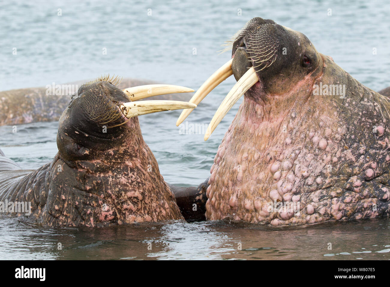Female walrus hi-res stock photography and images - Alamy