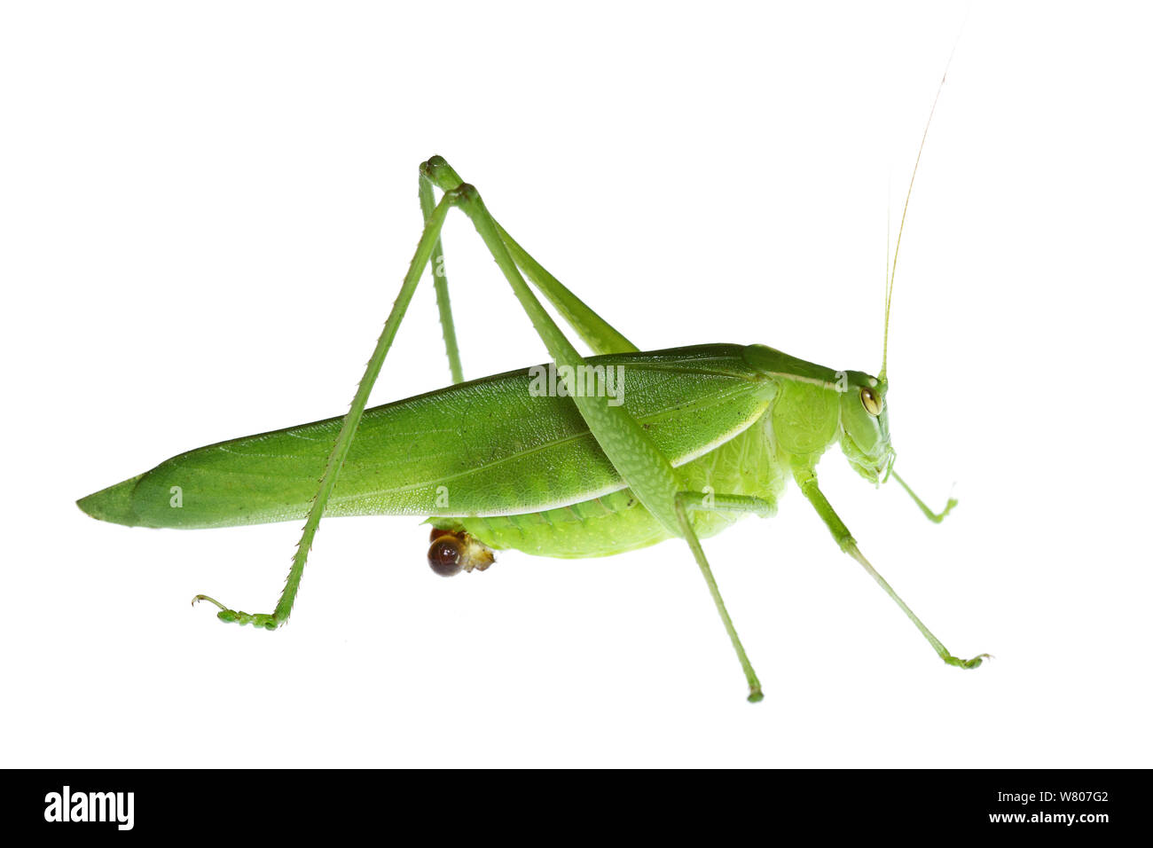 Common garden katydid (Caedicia simplex) Perth, South-Western Australia ...
