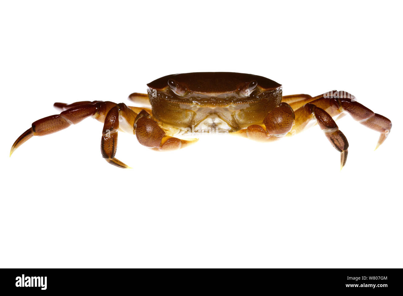 Small crab (Decapoda) Swan-Canning River estuary, South Western ...