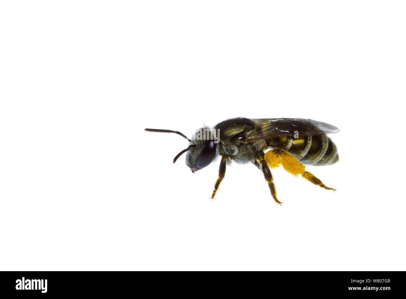 Solitary bee (Lipotrichis sp) Swan Coastal Plain, South-Western ...