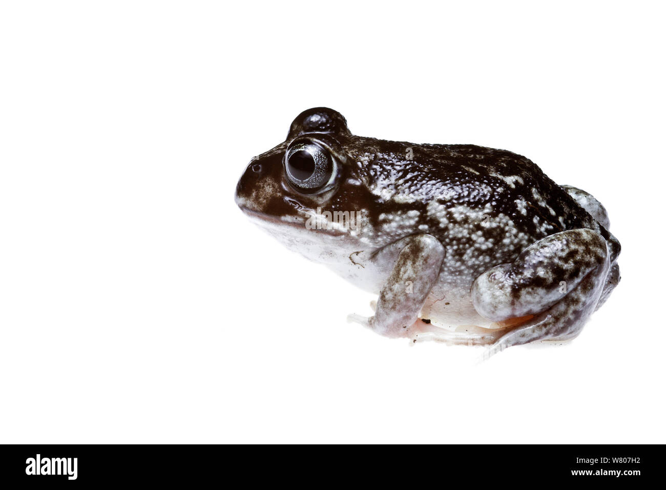 Moaning frog (Heleioporous eyrei) Pinjar, Western Australia, June ...