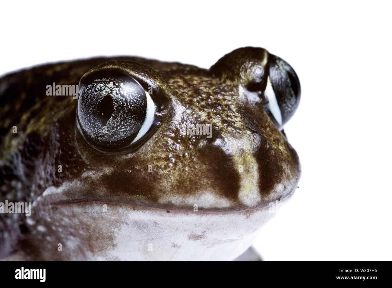 Moaning frog (Heleioporous eyrei) South-Western Australia, Endemic ...