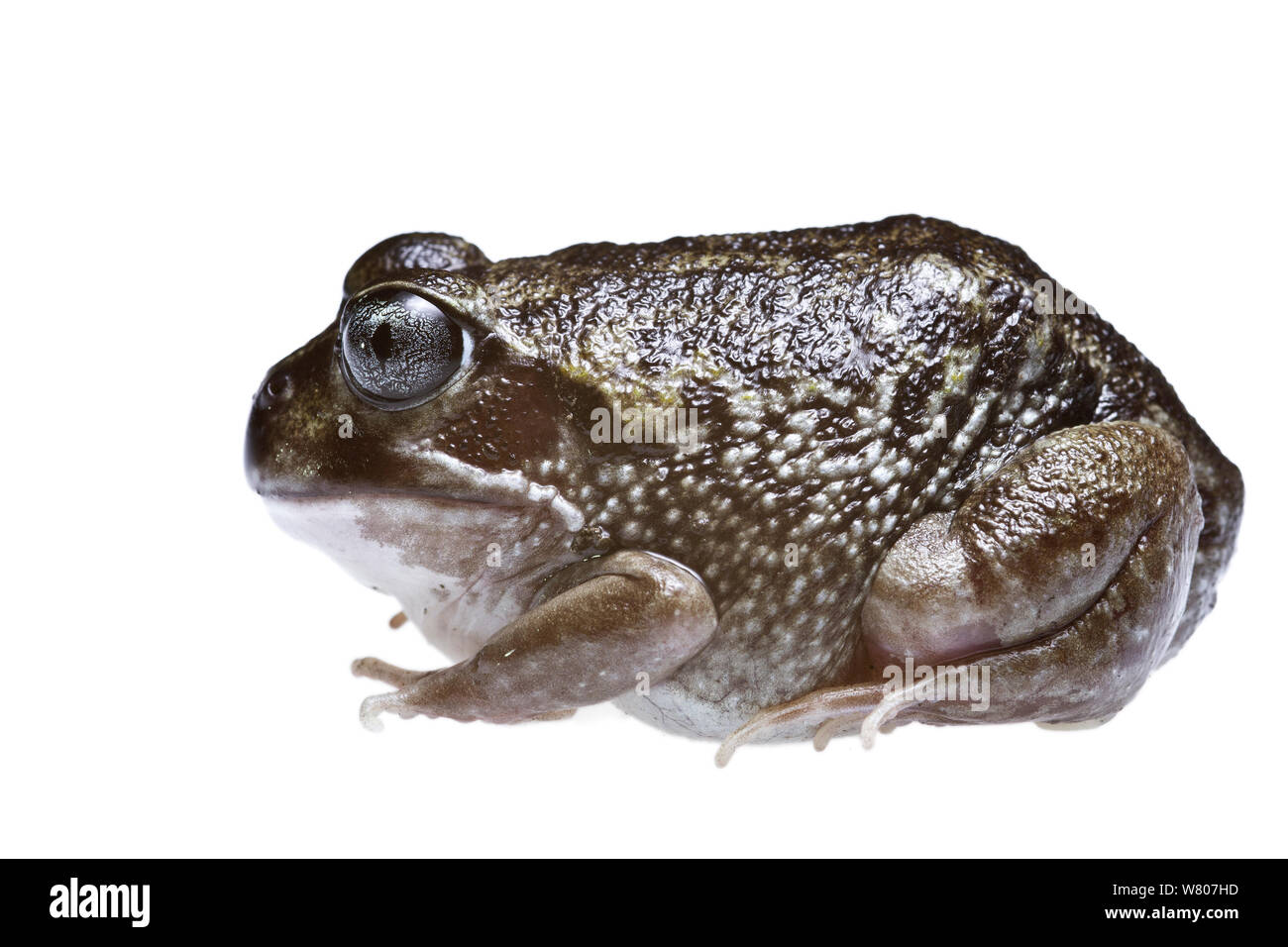 Moaning frog (Heleioporous eyrei) South-Western Australia, Endemic ...