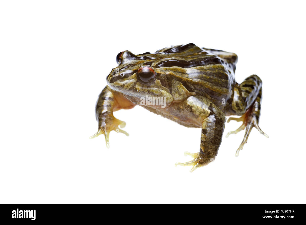 Front range wildlife Cut Out Stock Images & Pictures - Alamy