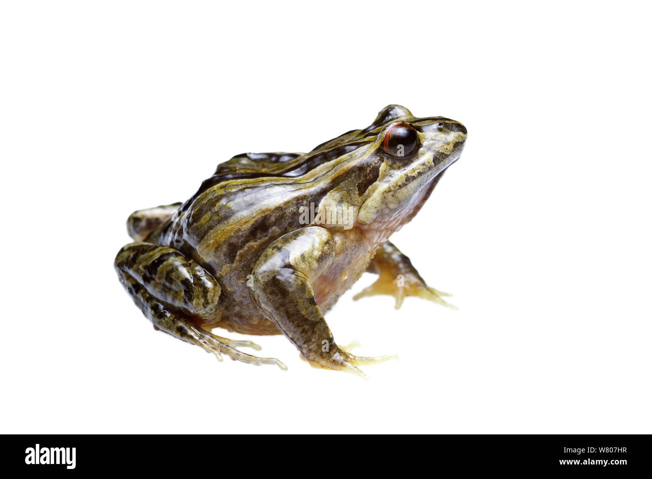 Georgiana west hi-res stock photography and images - Alamy