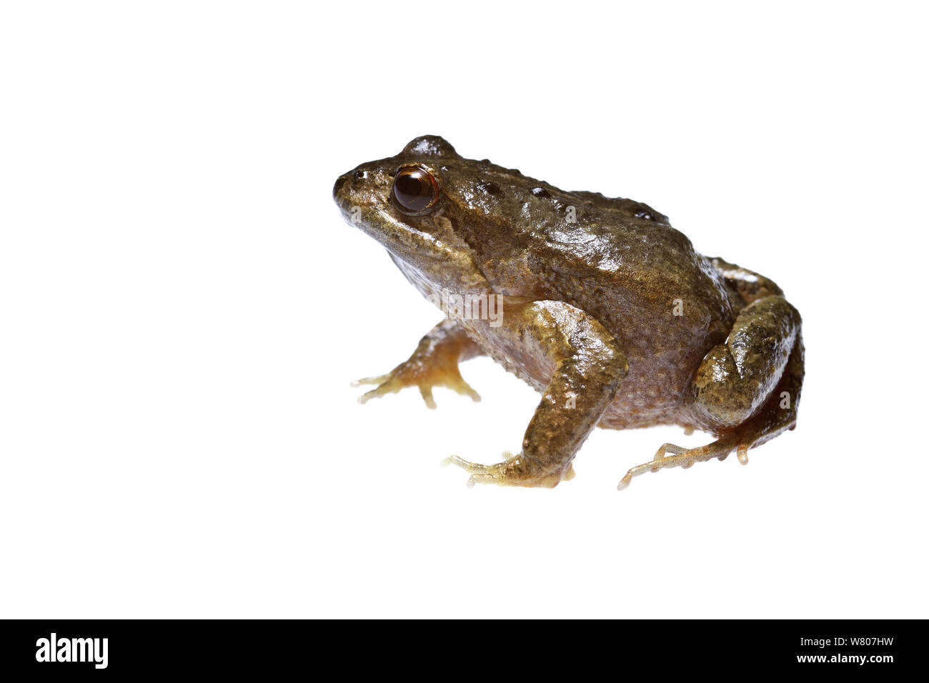 Quacking frog (Crinia georgiana) male, Darling Range, South-Western ...