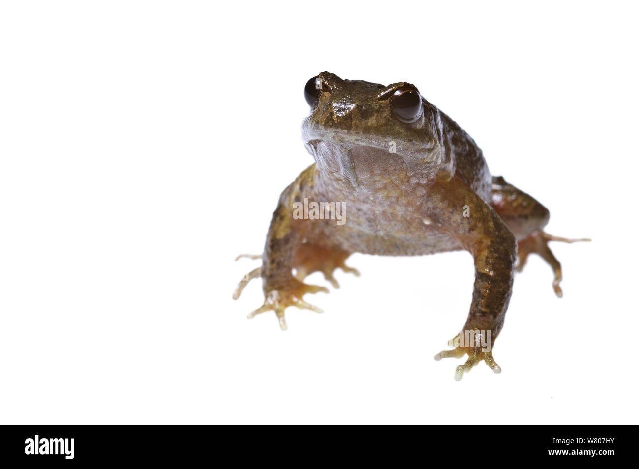 Quacking frog (Crinia georgiana) male, Darling Range, South-Western ...
