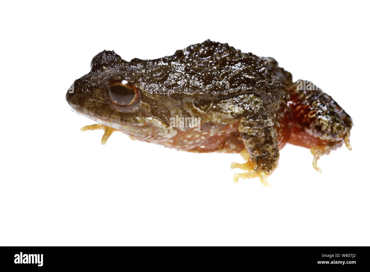 Quacking frog (Crinia georgiana) male, Darling Range, South-Western ...