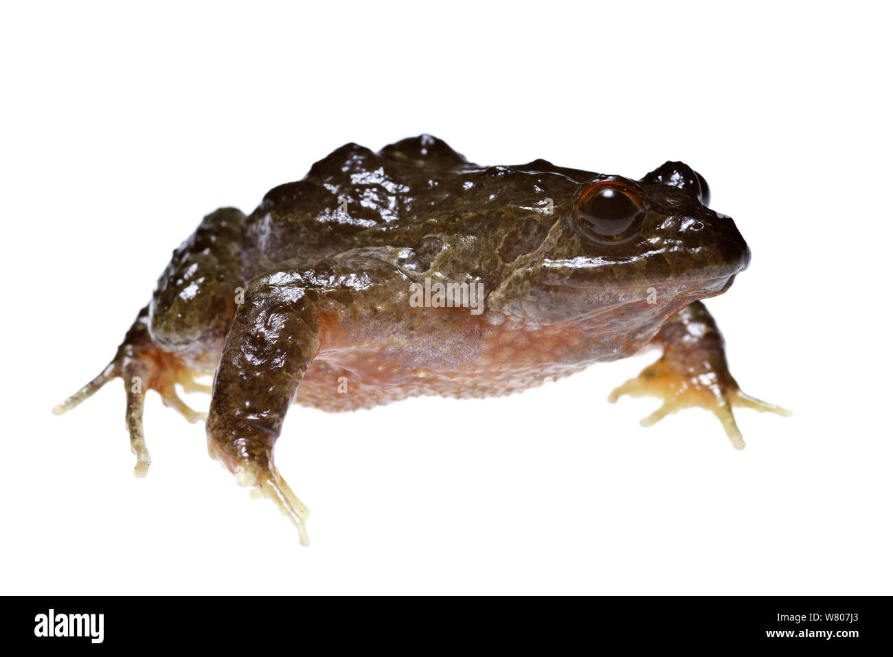 Quacking frog (Crinia georgiana) male, Darling Range, South-Western ...