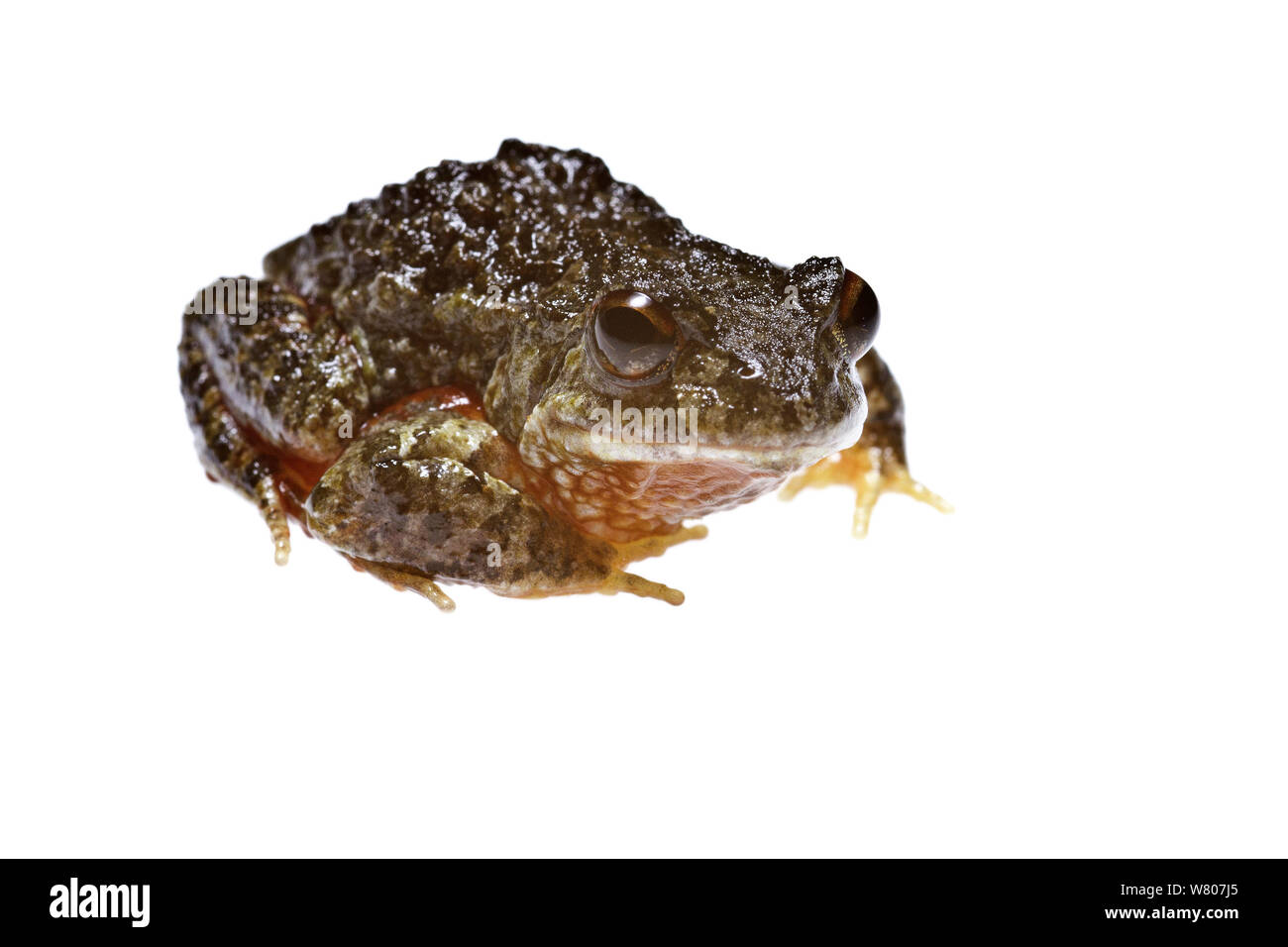 Quacking frog (Crinia georgiana) male, Darling Range, South-Western ...