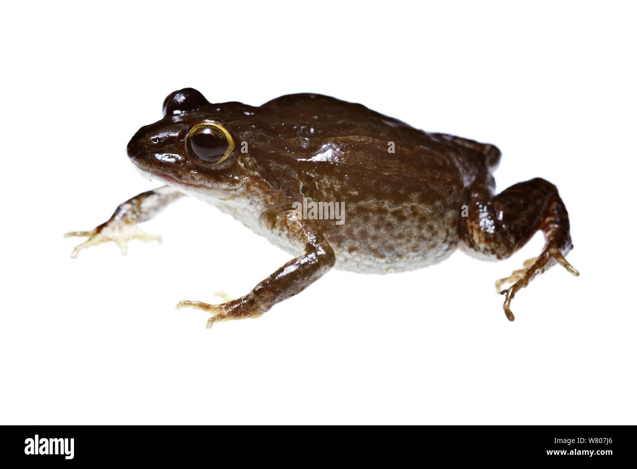 Quacking frog (Crinia georgiana) female, Darling Range, South-Western ...
