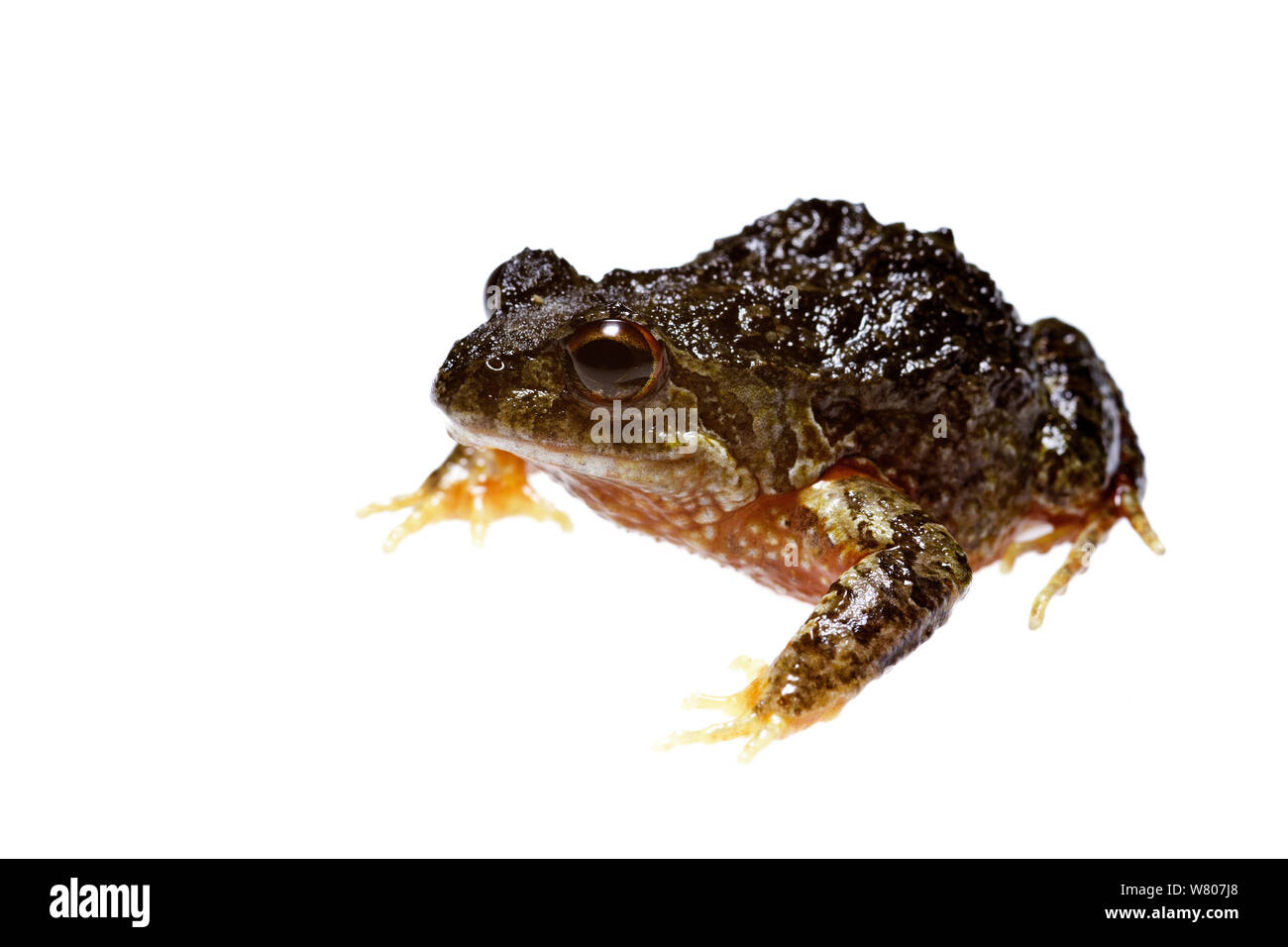 Quacking frog (Crinia georgiana) male, Darling Range, South-Western ...