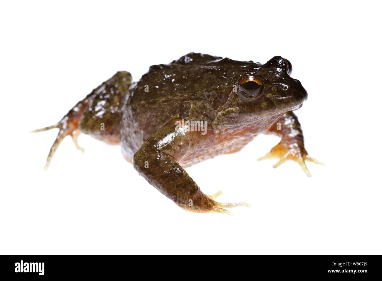 Quacking frog hi-res stock photography and images - Alamy