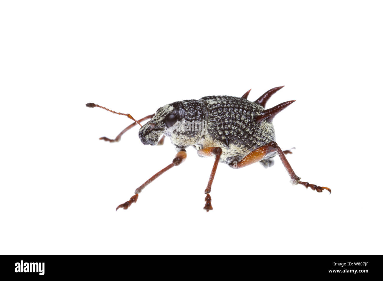 Weevil side profile Cut Out Stock Images & Pictures - Alamy