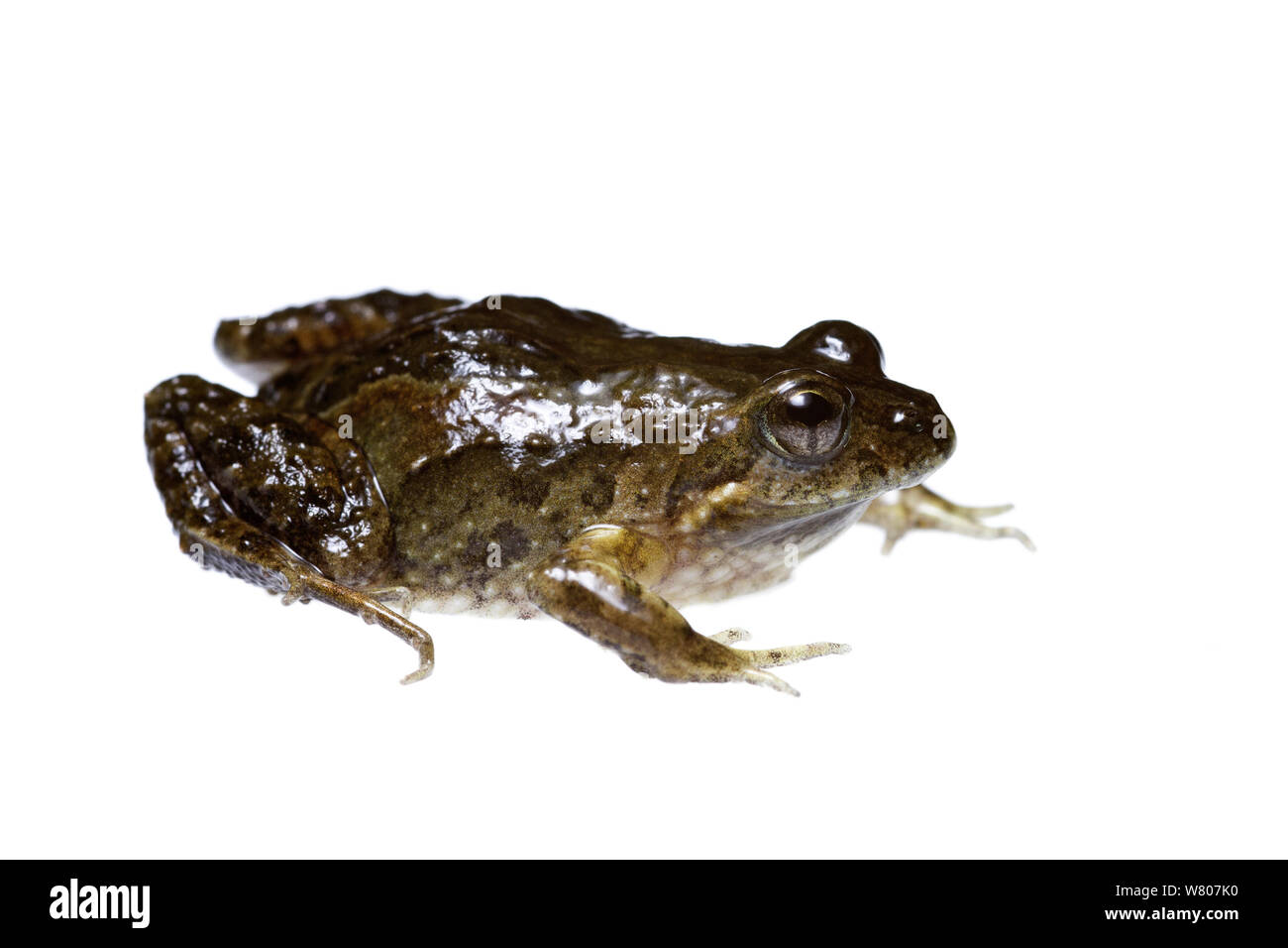 Sign-bearing froglet (Crinia insignifera) Swan Coastal Plain, South ...