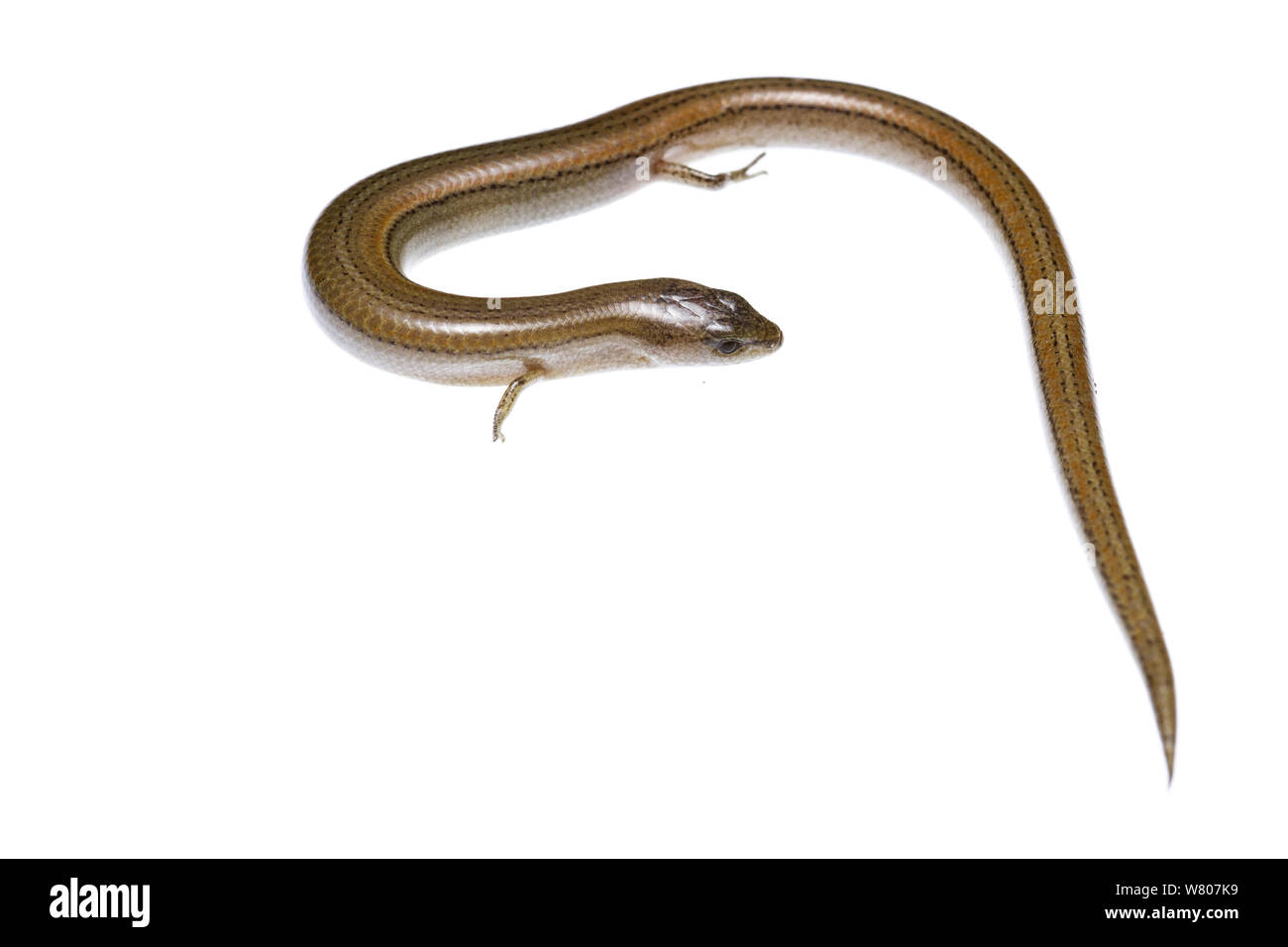 Two-toed earless skink (Hemiergis quadrilineata, Perth, South-Western ...