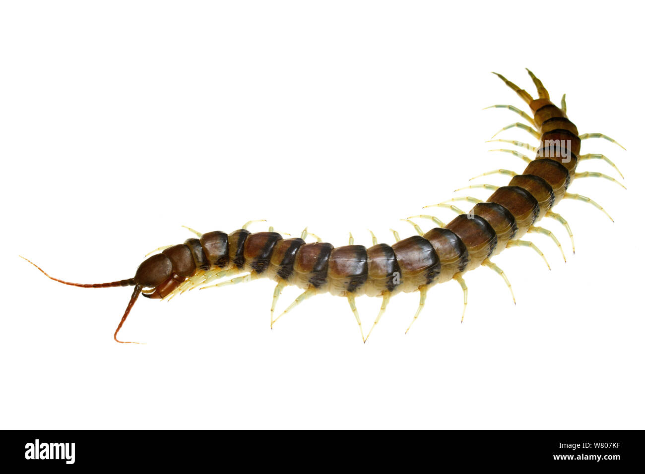 Banded centipede (Scolopendra sp.) Mulga flats, Gascoyne region ...