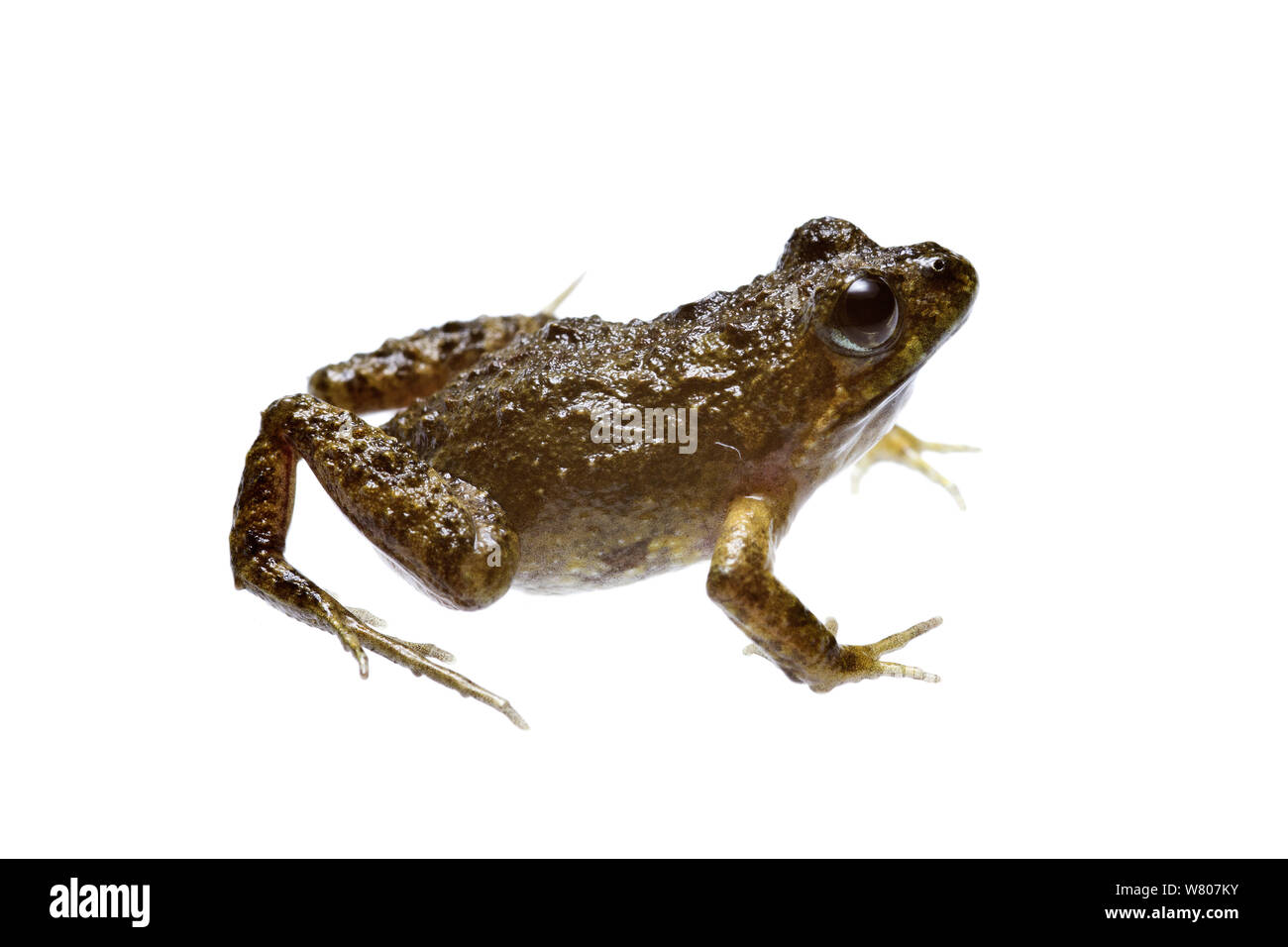 False western froglet (Crinia pseudinsignifera) Darling Range, South ...