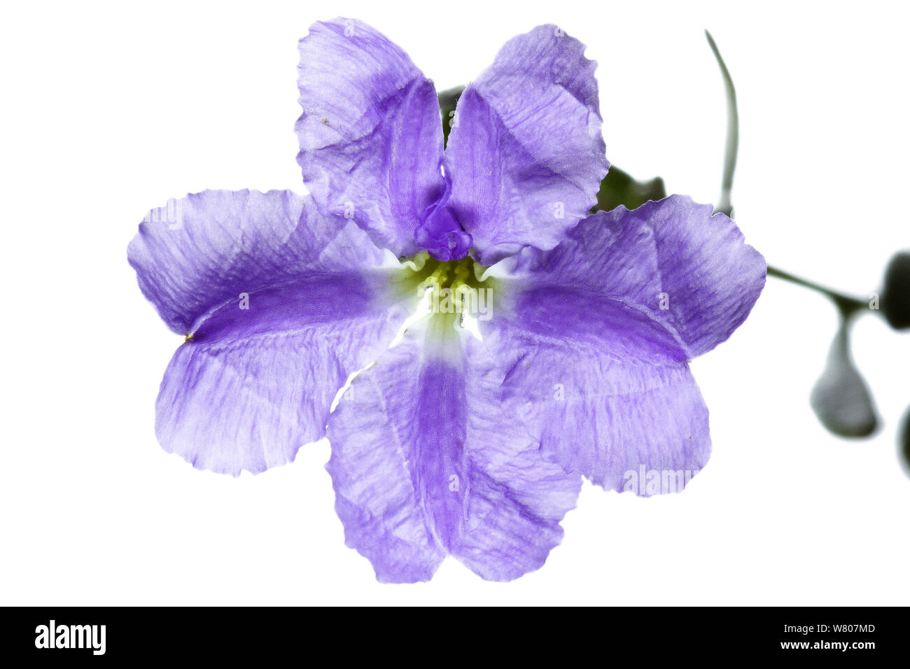 Common dampiera (Dampiera linearis) Swan Coastal Plain, Western ...